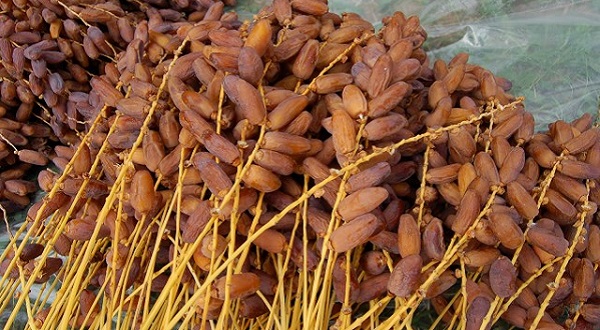 Deglet Ennour maintient sa place de leader dans les exportations de ...